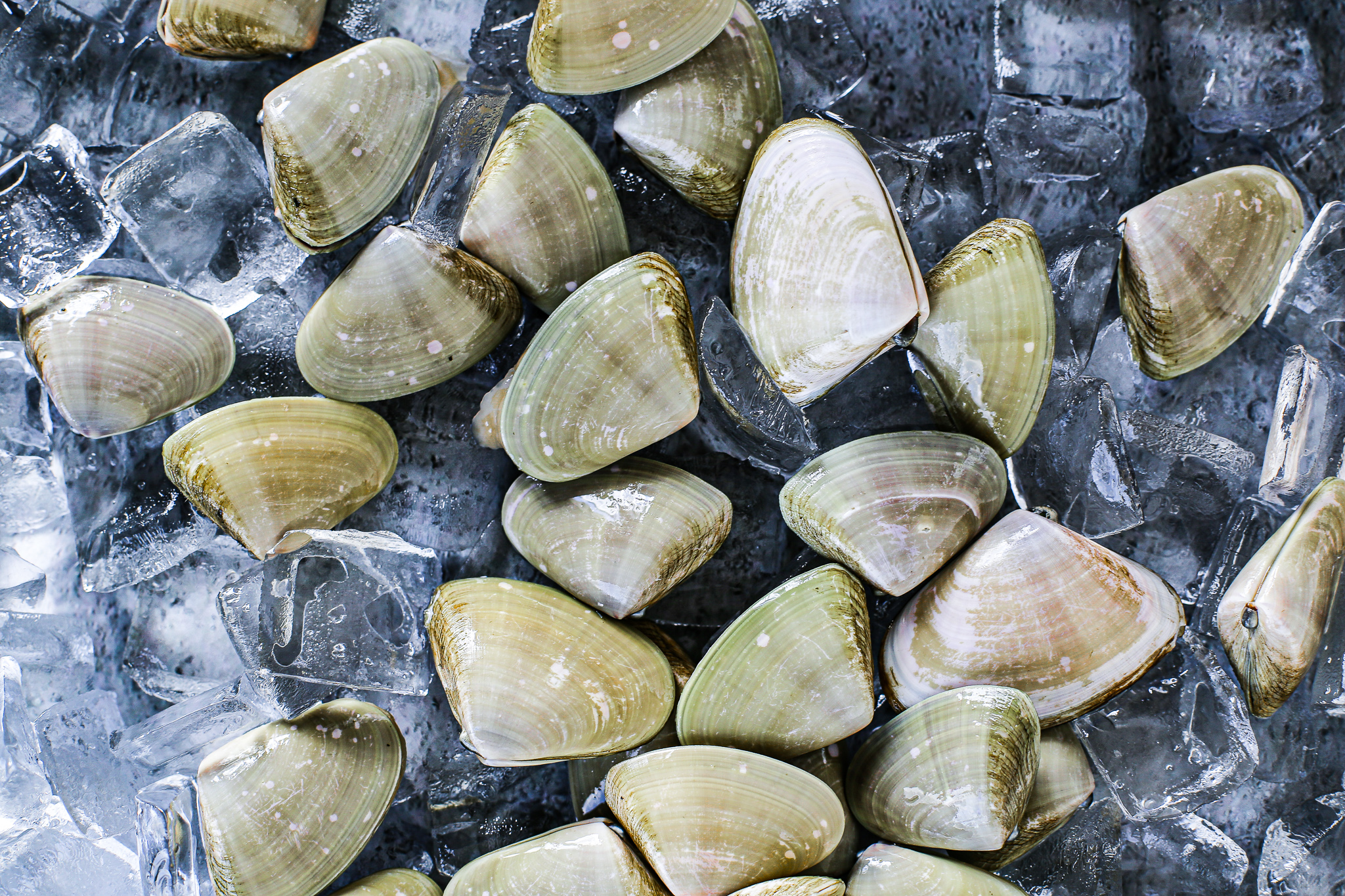 Live Pippies (Select Quantity)