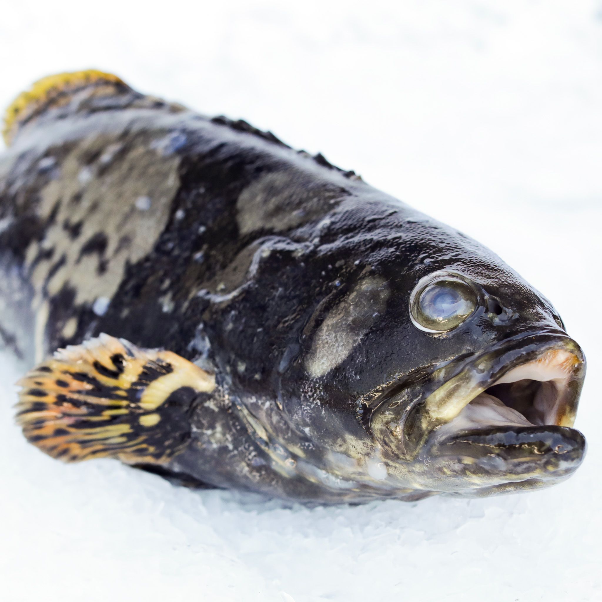 Whole Queensland Grouper (900gr-1.2kg)