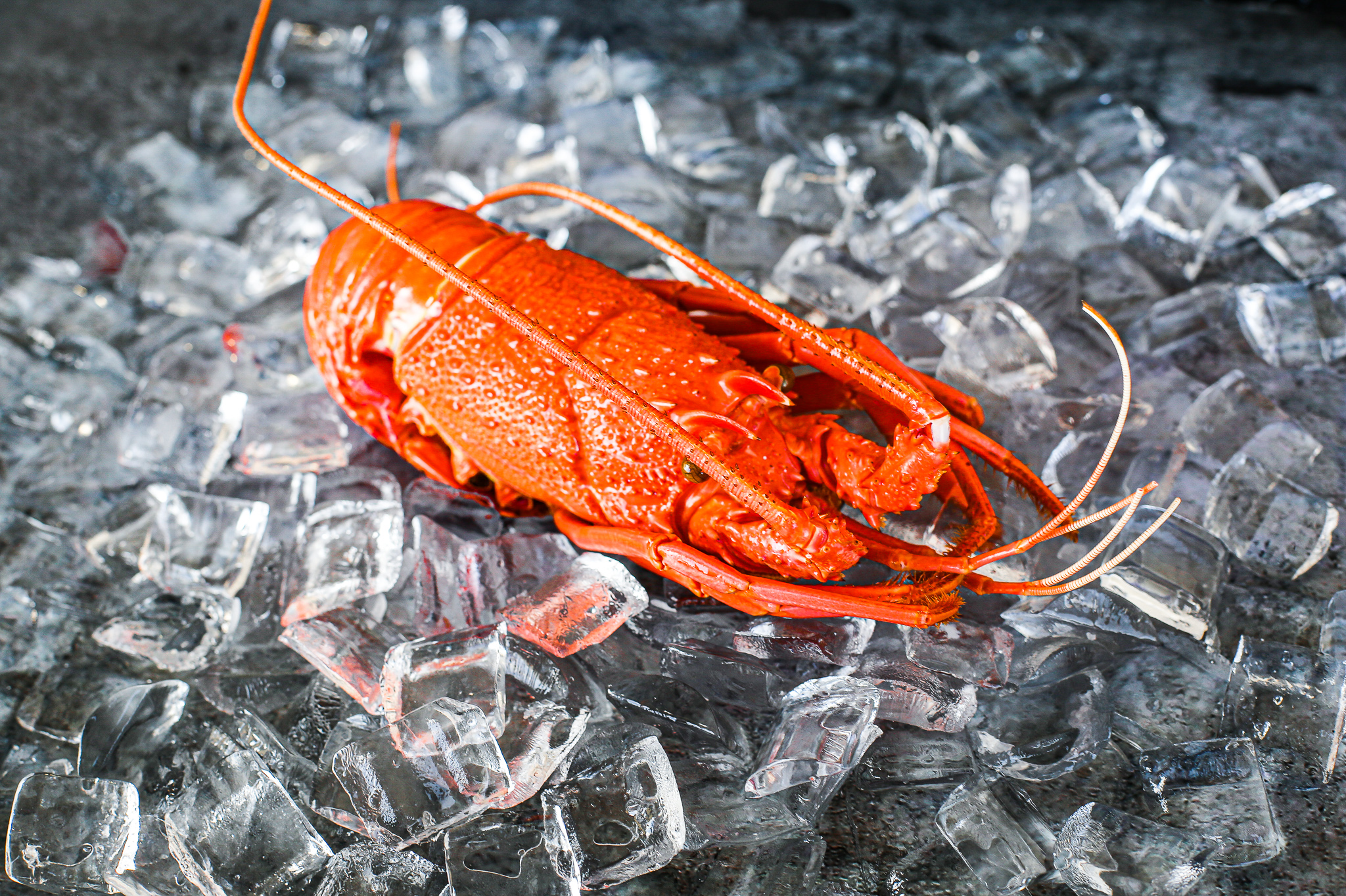 Cooked WA Lobster (350gr-400gr)