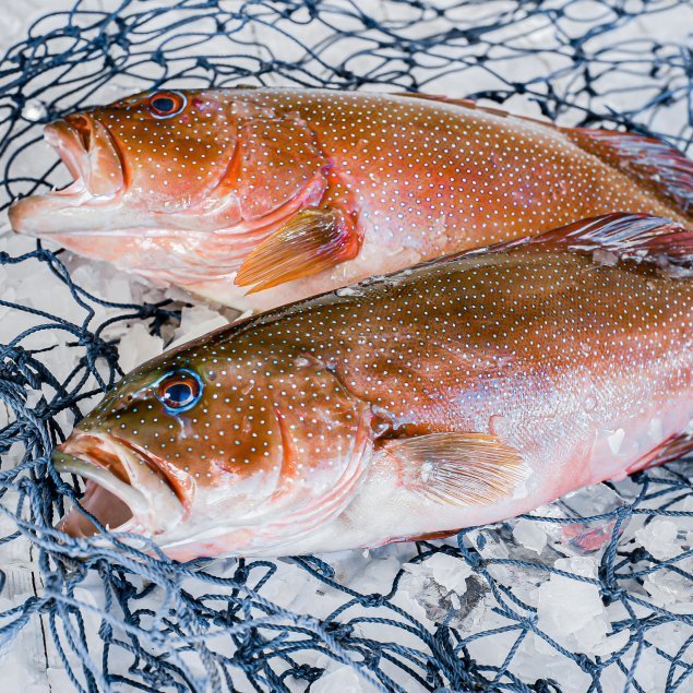 Whole Coral Trout (1-1.3 kg)