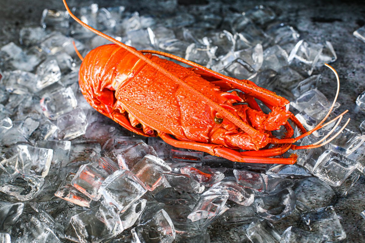 Cooked WA Lobster (350gr-400gr)