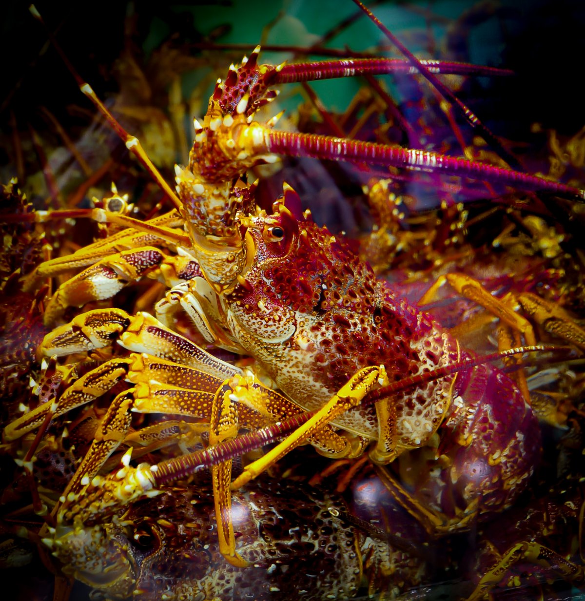 Live Southern Rock Lobster (1.1 KG-1.3 KG)