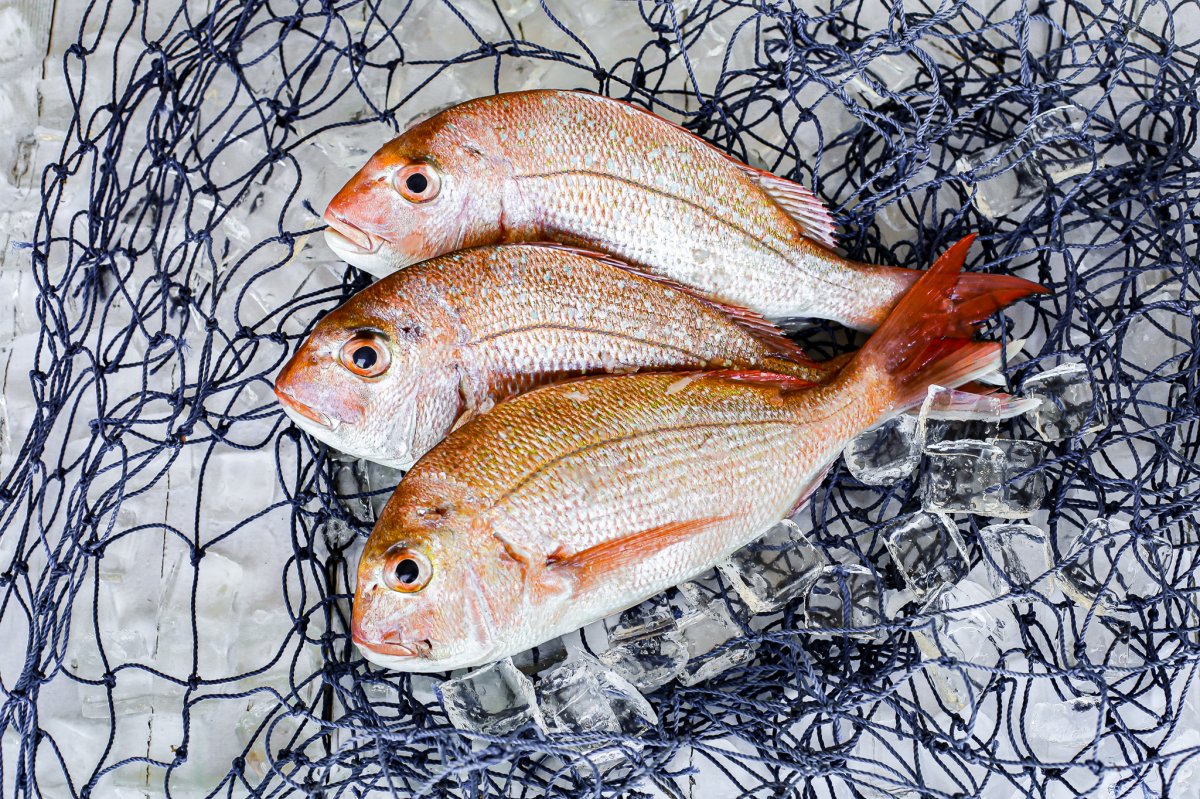 Whole NZ Snapper Plate Size (550-650g)