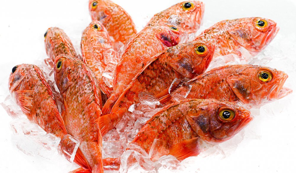 Whole Ocean Perch (900gr-1kg)