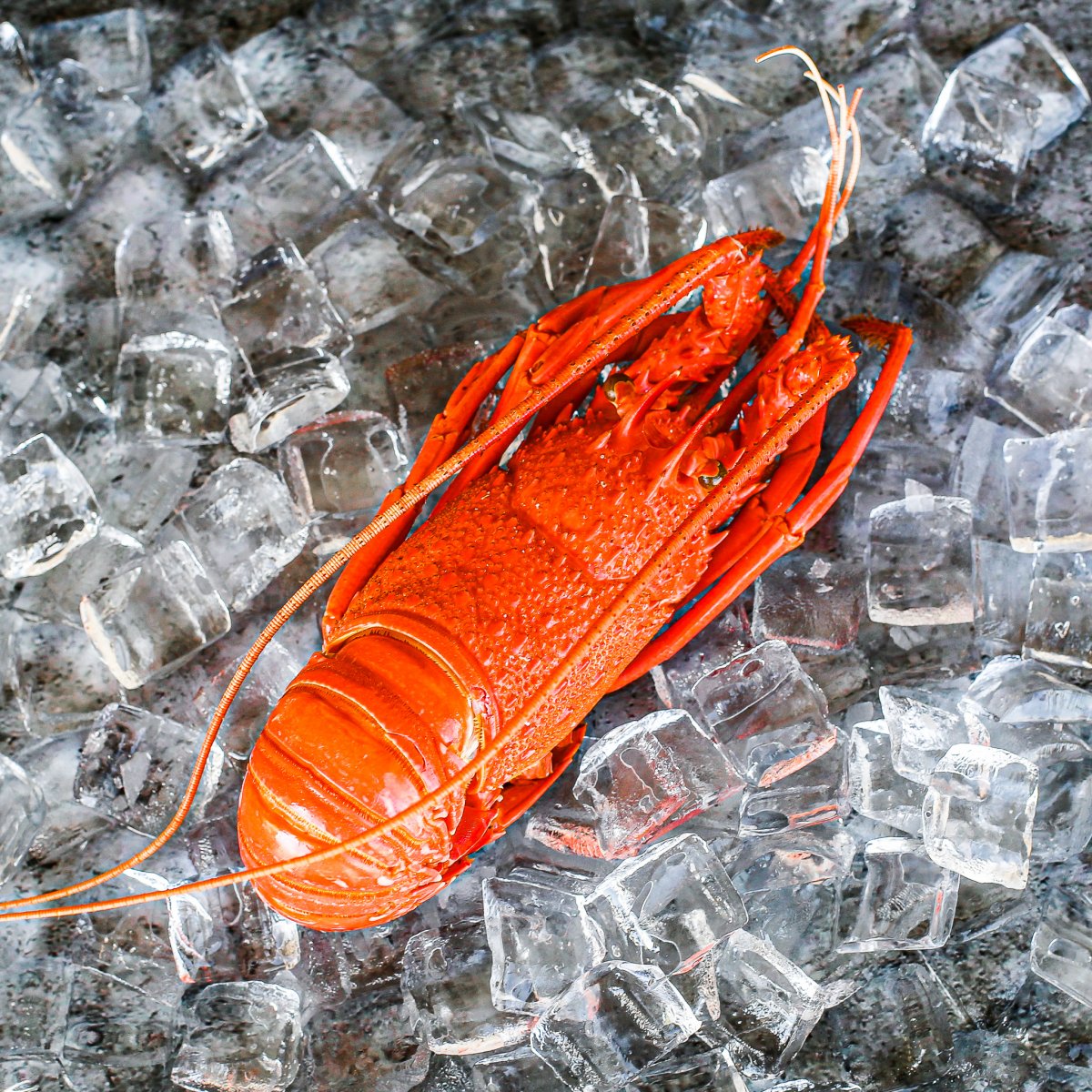 Cooked WA Lobster (350gr-400gr)
