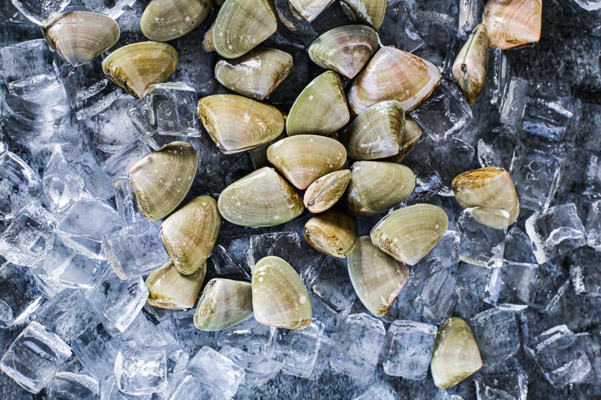 Live Pippies (Select Quantity)