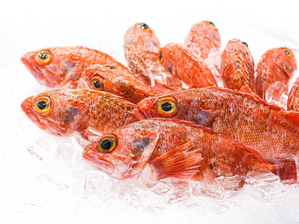 Whole Ocean Perch (900gr-1kg)