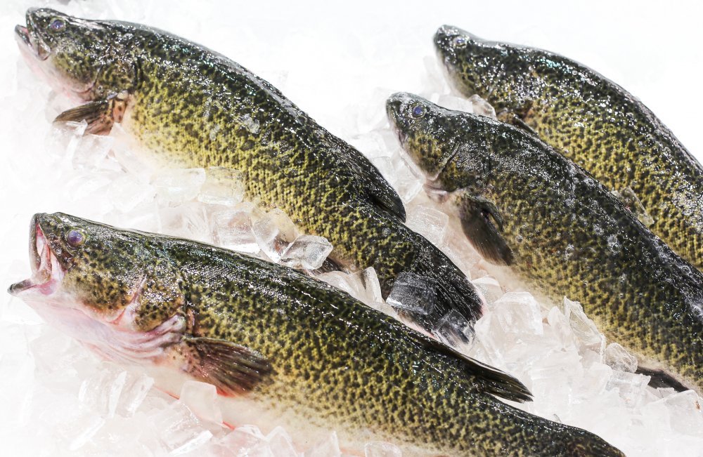 Whole Murray Cod (2-2.5kg)