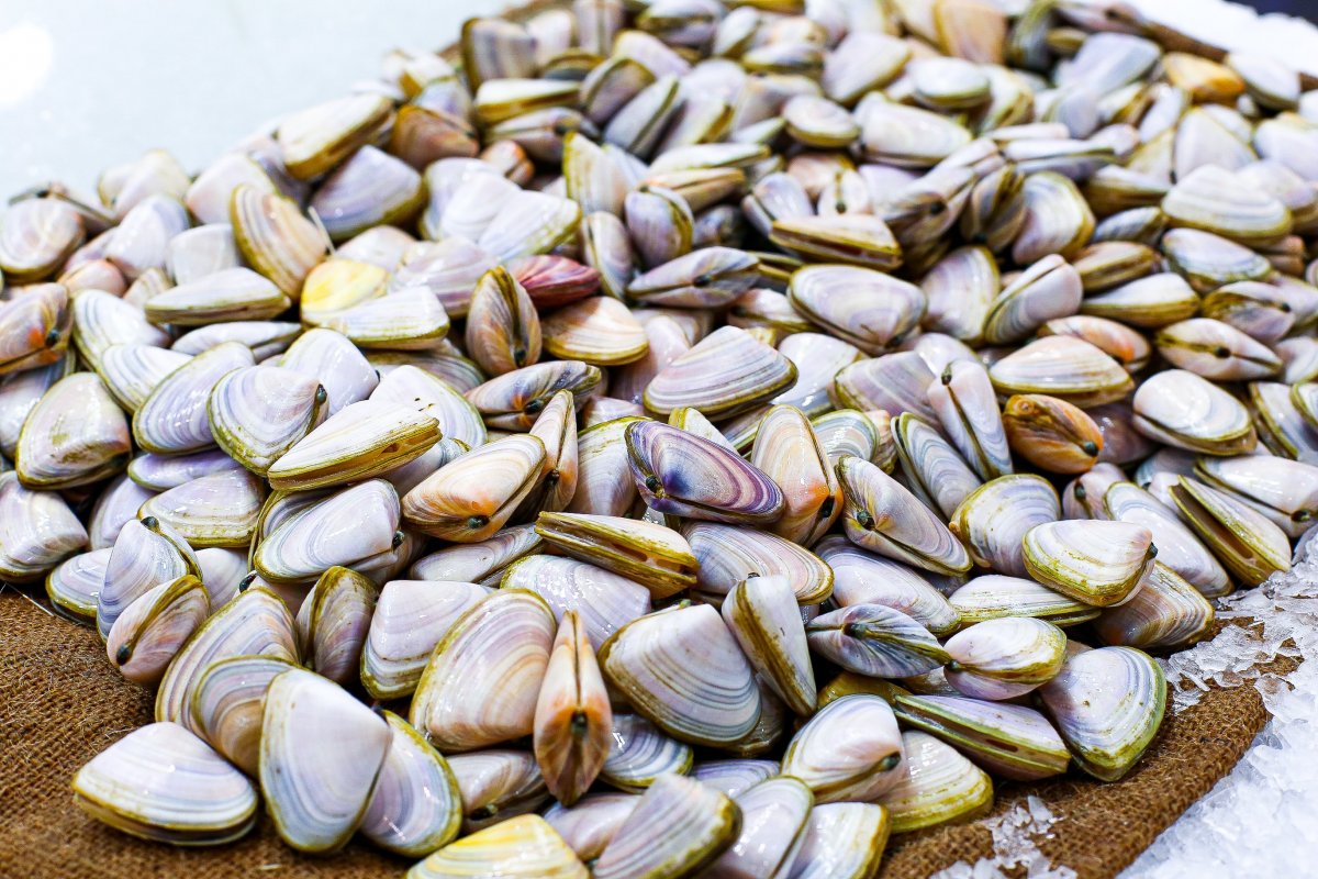 Live Pippies (Select Quantity)