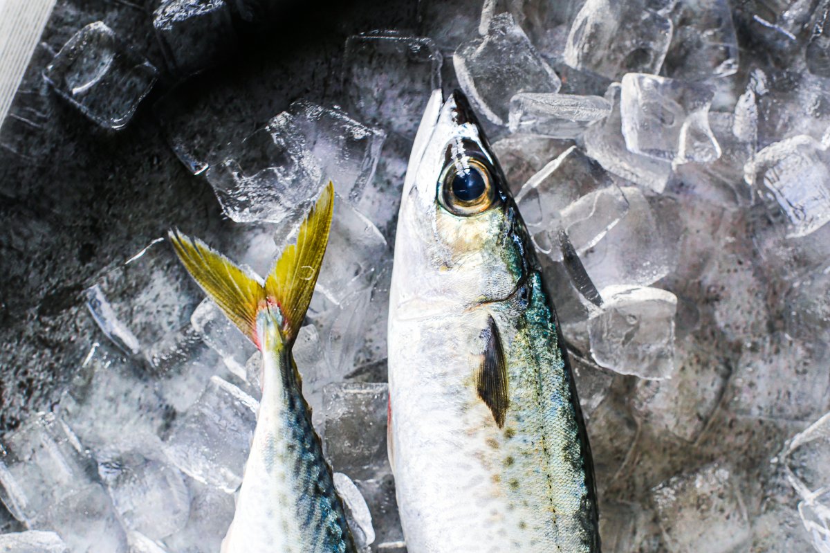 Whole Blue Mackerel (1kg)