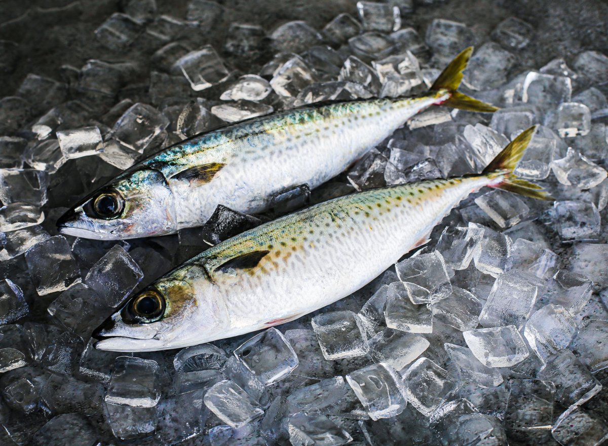 Whole Blue Mackerel (1kg)