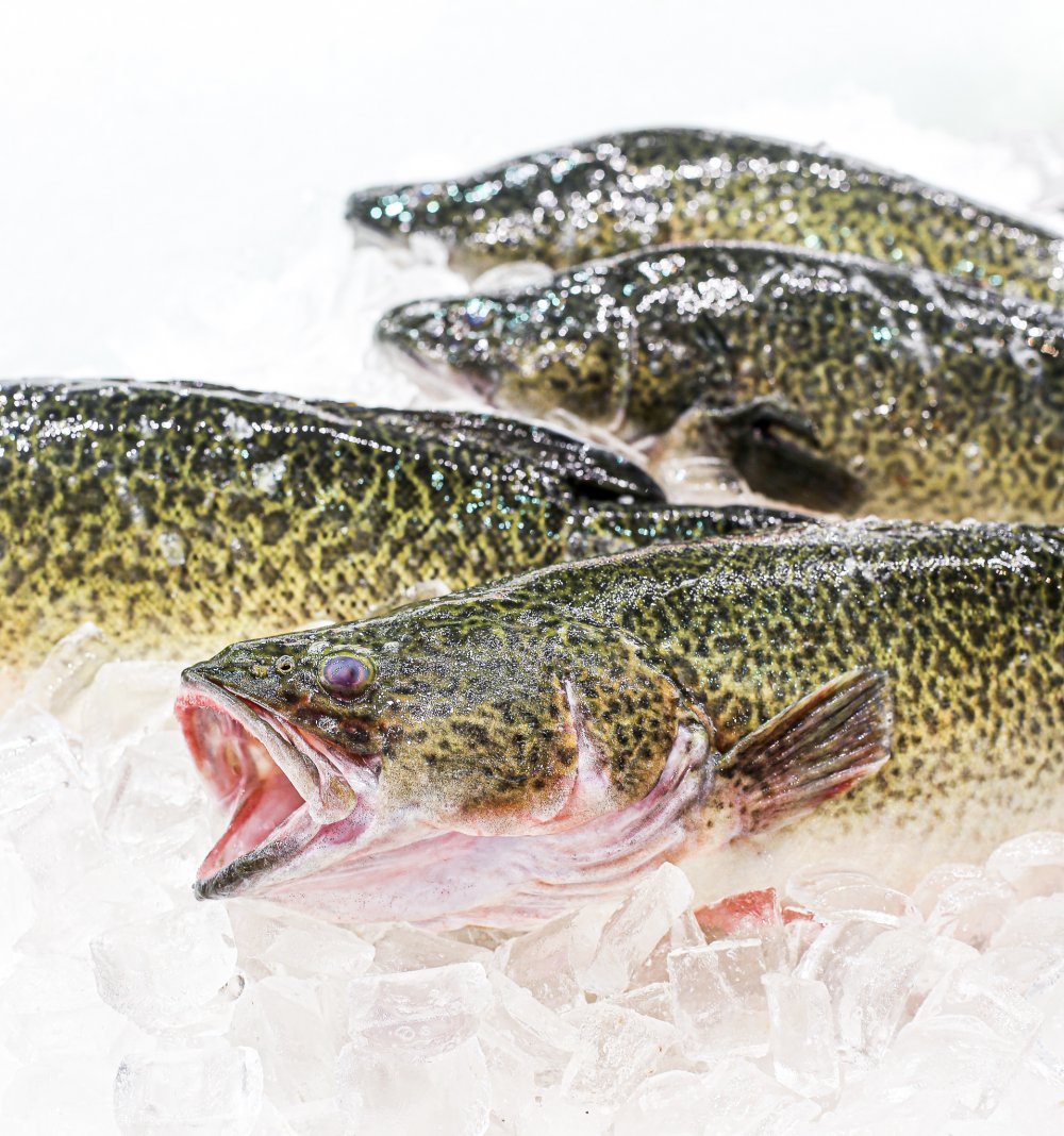 Whole Murray Cod (2-2.5kg)