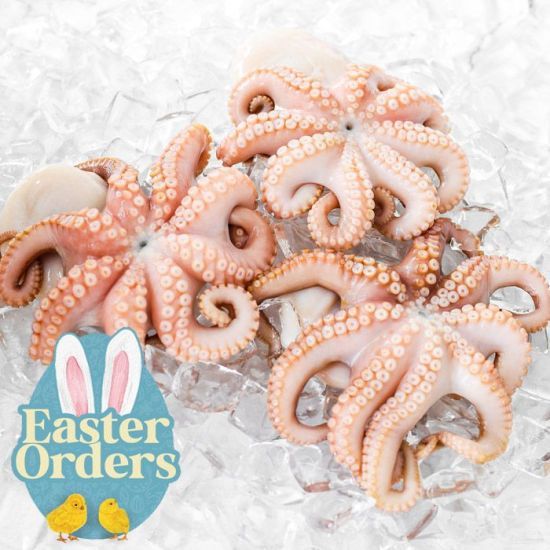 Octopus & Squids (EASTER)